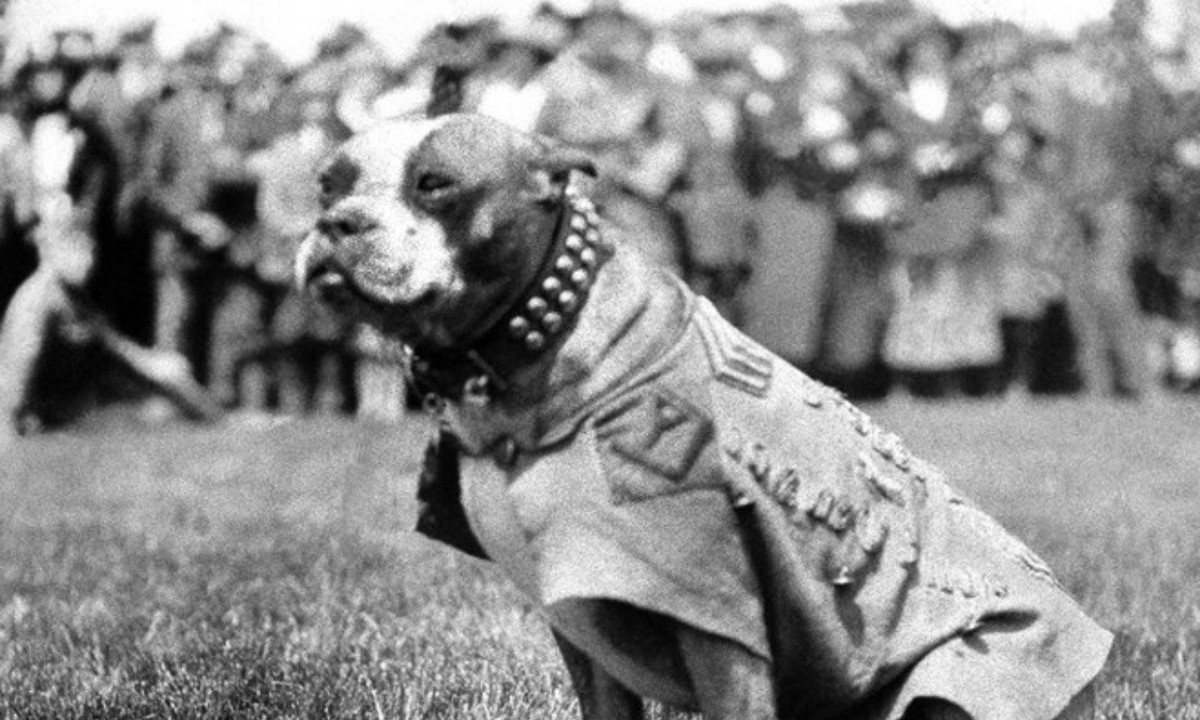Sergeant Stubby: The Most Decorated Animal in American Military History ...